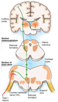 Auditory Brain – Voyage au centre de l'audition