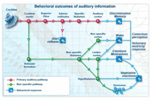 Auditory Brain – Voyage au centre de l'audition